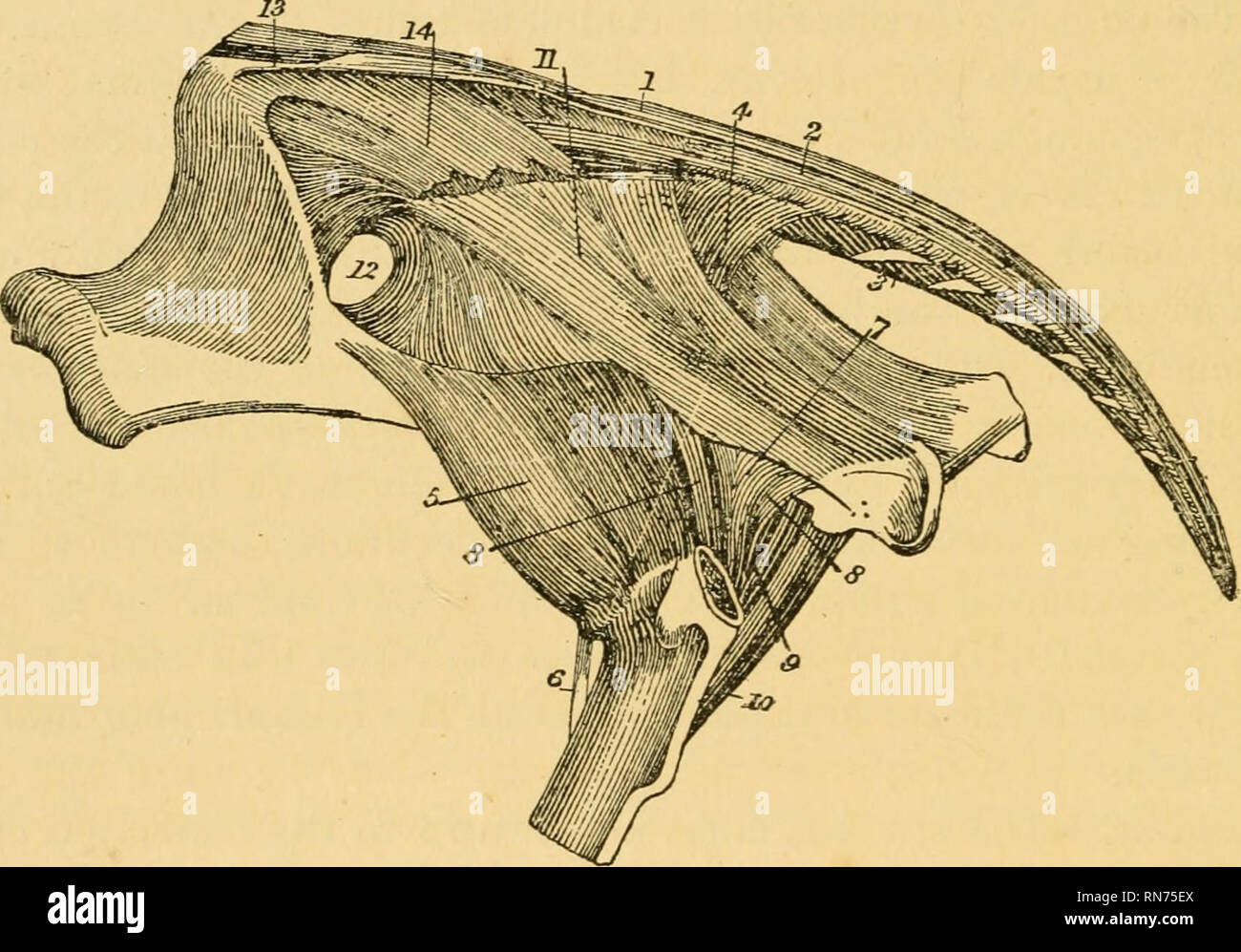 . L'anatomie du cheval : un guide de la dissection. Les chevaux, les ...