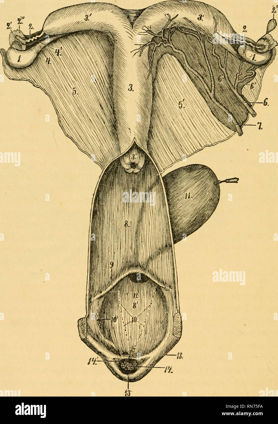 Anatomie abdominale cheval Banque de photographies et d’images à haute ...