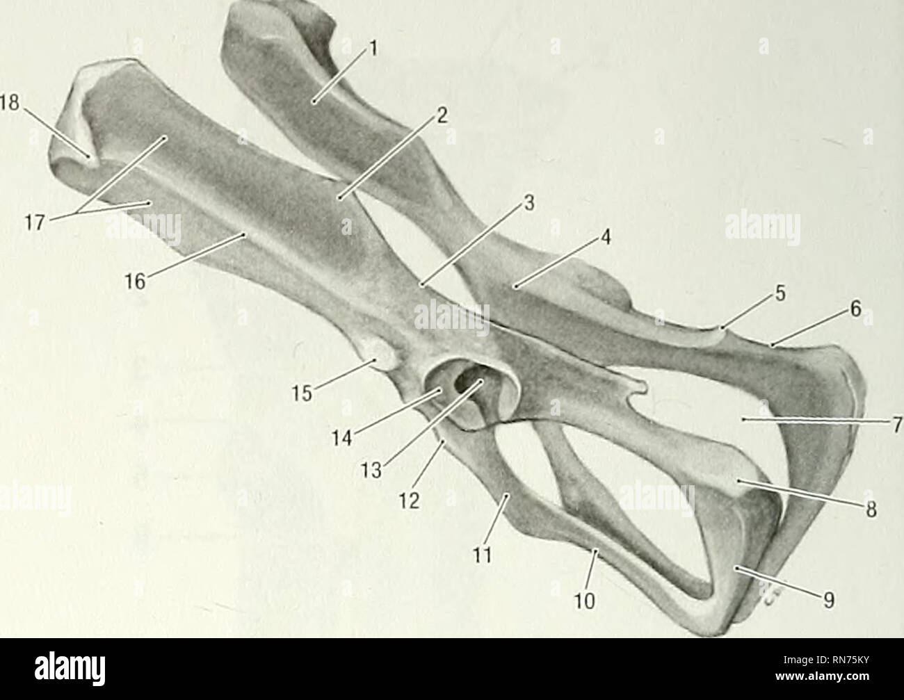 . Anatomie de la marmotte commune (Marmota monax). Marmotte commune ...