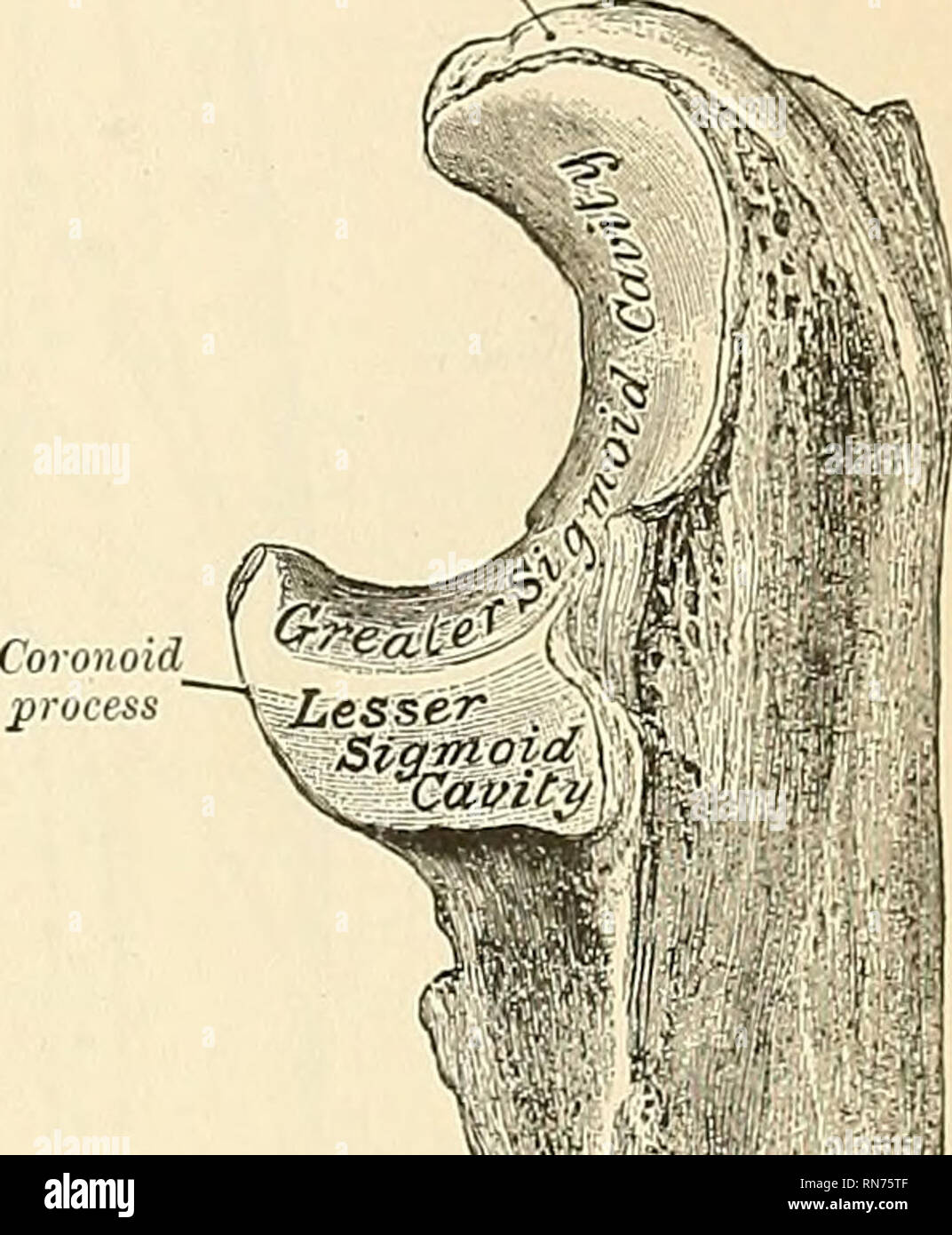 . Anatomie, descriptif et appliquée. L'anatomie. L'ULNA, OB COUDE 187 ...
