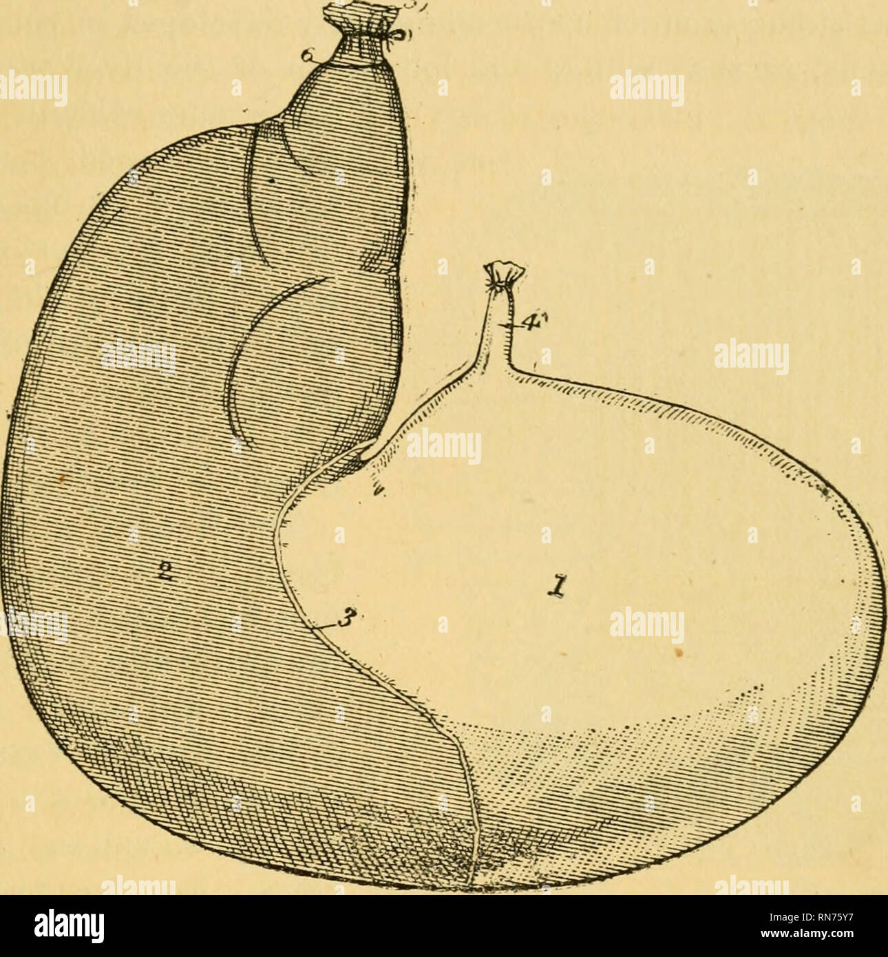 . L'anatomie du cheval : un guide de la dissection. Les chevaux, les ...