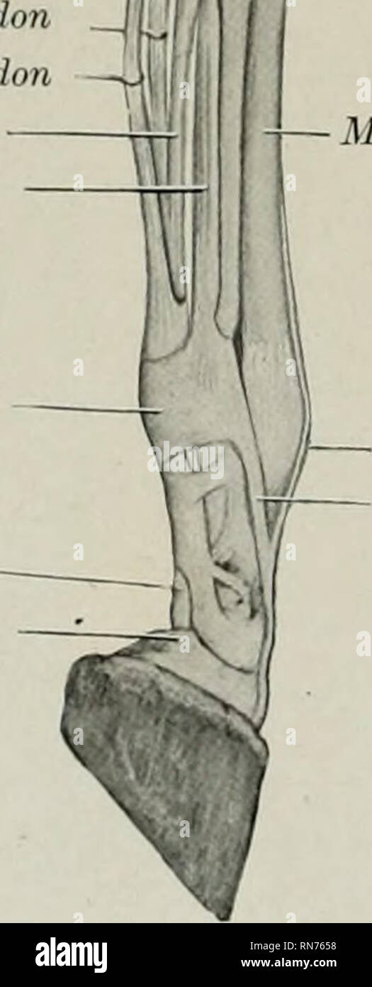 Biceps brachial cheval Banque de photographies et d’images à haute ...