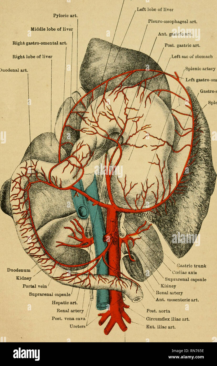 . L'anatomie du cheval : un guide de la dissection. Les chevaux, les ...