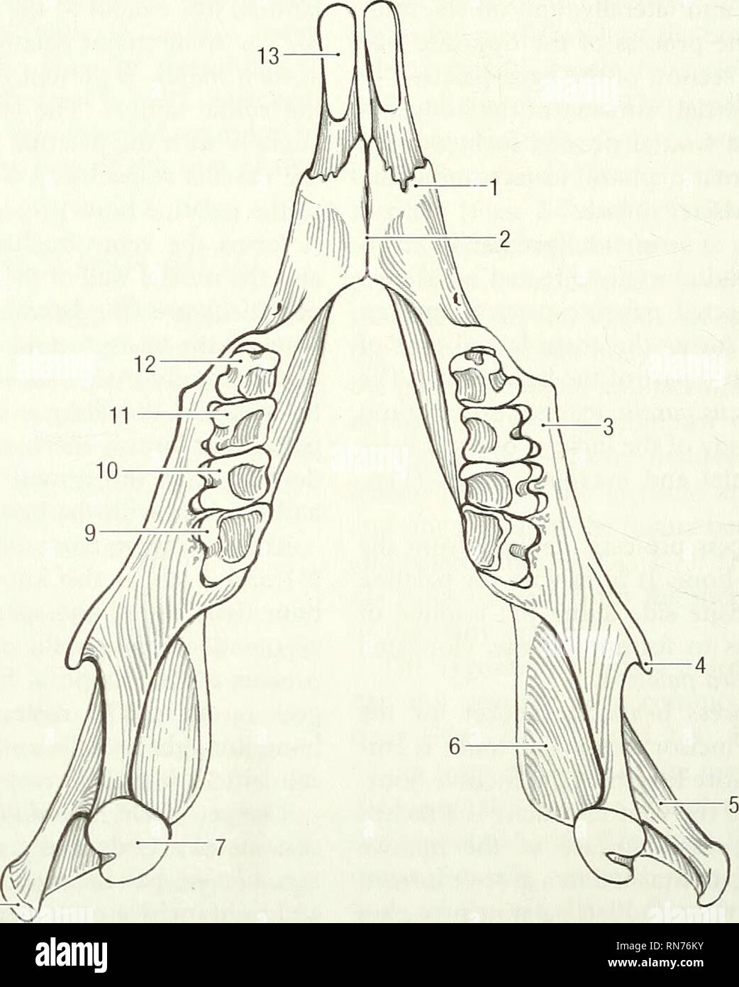 . Anatomie de la marmotte commune (Marmota monax). Marmotte commune ...