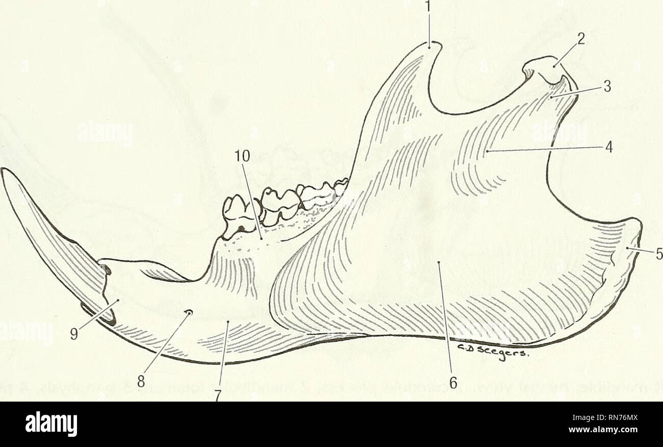 . Anatomie de la marmotte commune (Marmota monax). Marmotte commune ...