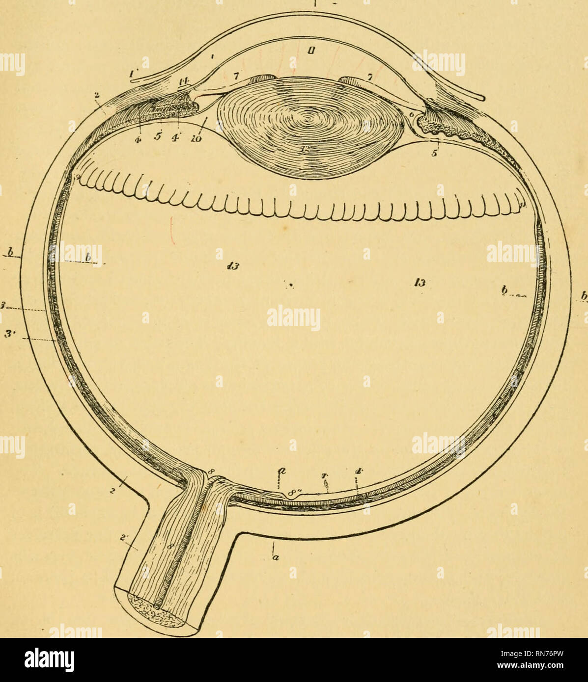 Horse anatomy muscle view right Banque de photographies et d’images à ...