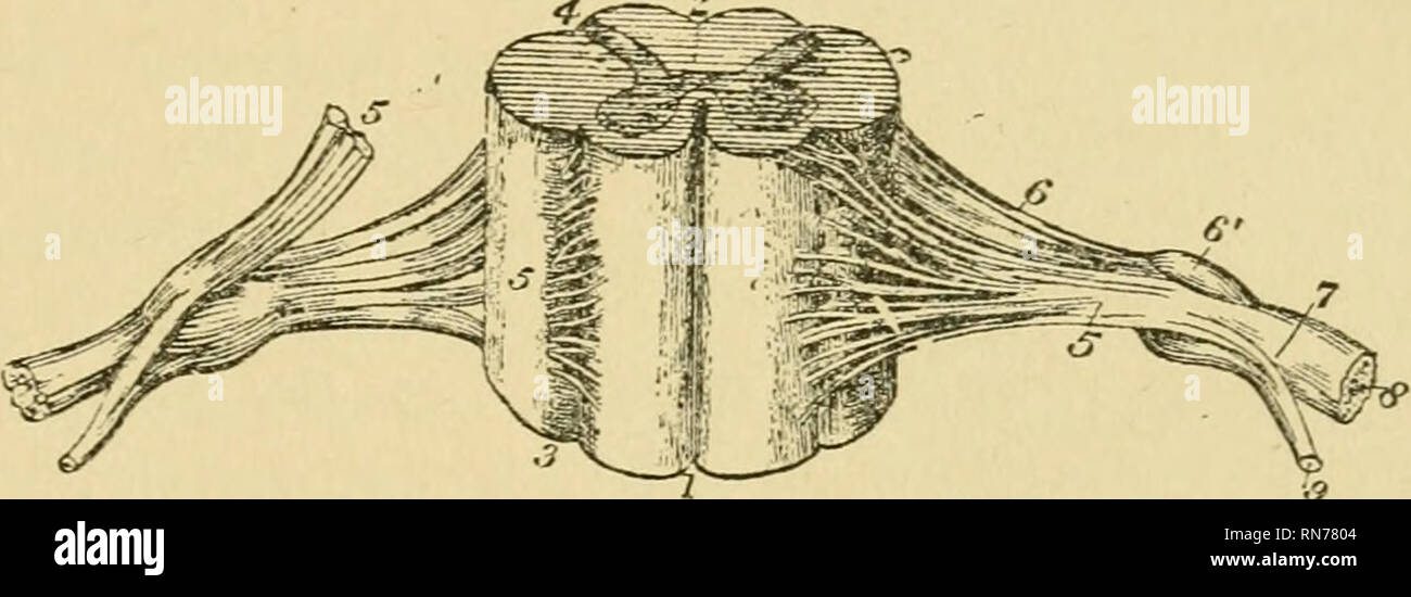 . L'anatomie du cheval : un guide de la dissection. Les chevaux, les ...