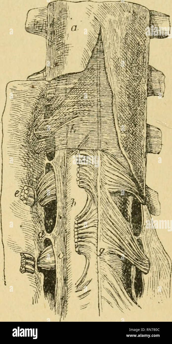 Anatomie visceral cheval Banque de photographies et d’images à haute ...