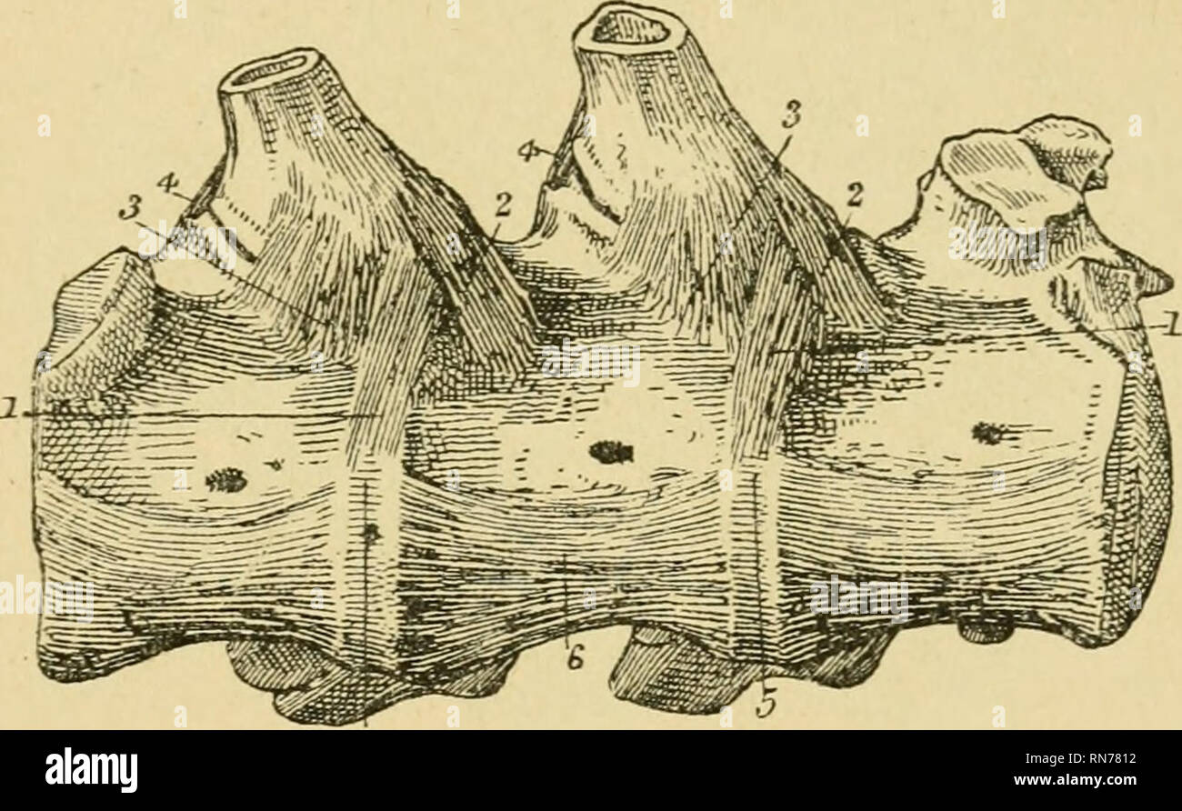 . L'anatomie du cheval : un guide de la dissection. Les chevaux, les ...