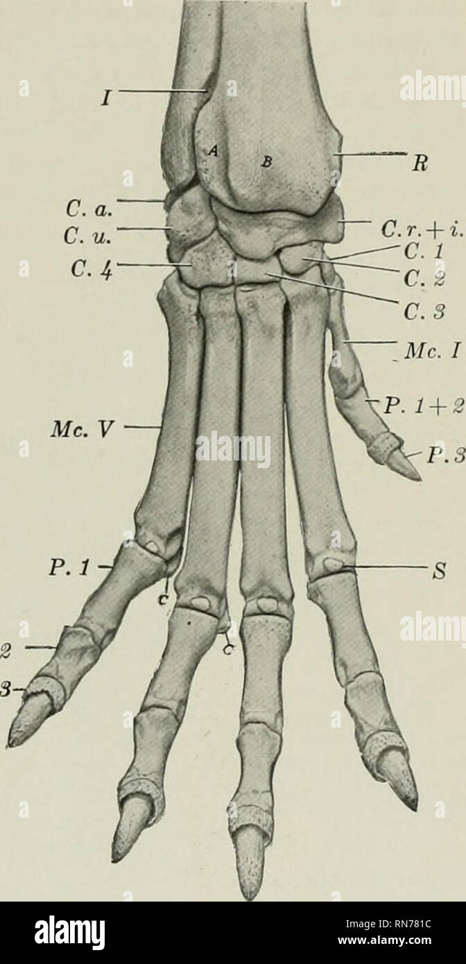 . L'anatomie de l'animal domestique. Anatomie vétérinaire. Os de l'os ...