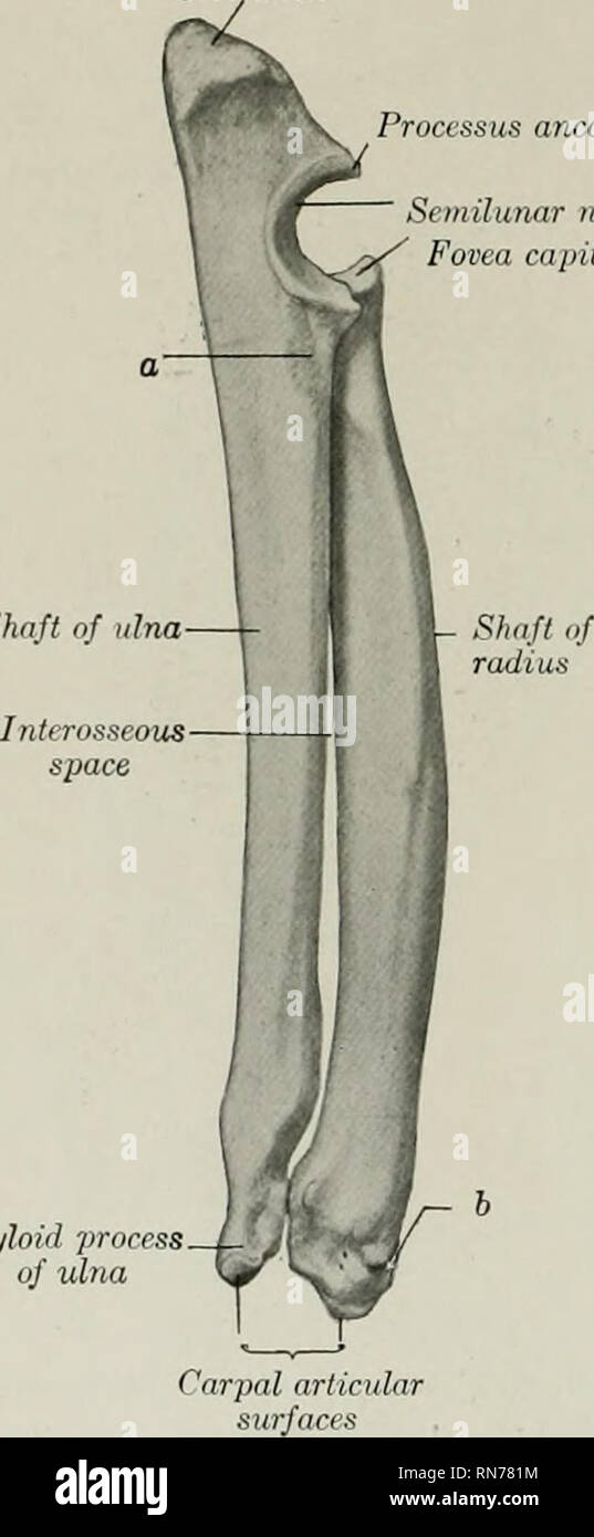 . L'anatomie de l'animal domestique. Anatomie vétérinaire. 200 CHIEN ...