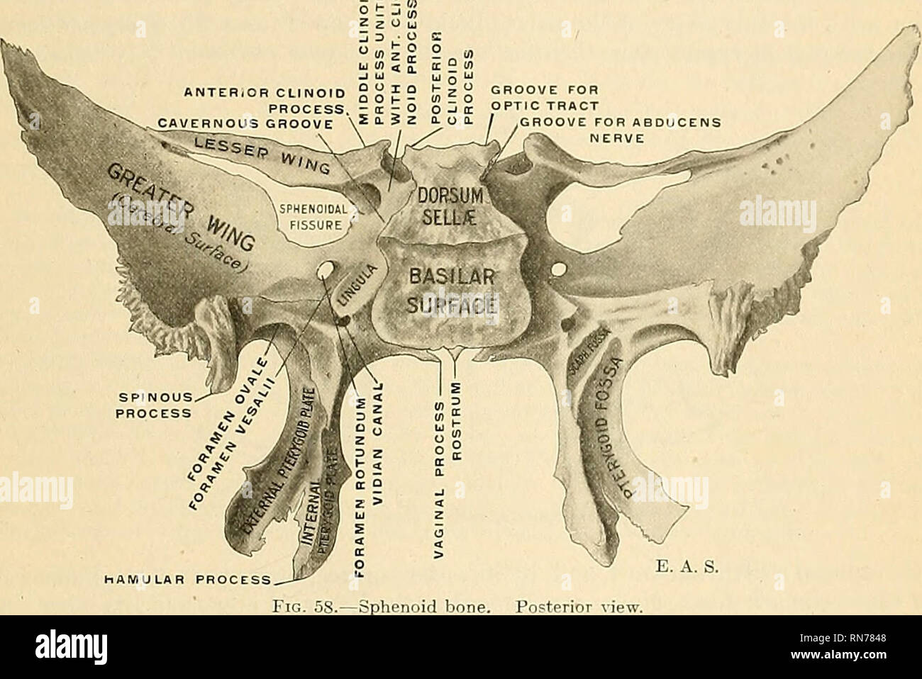 . Anatomie, descriptif et appliquée. L'anatomie. L'OS SPHÉNOÏDAL 93 ...