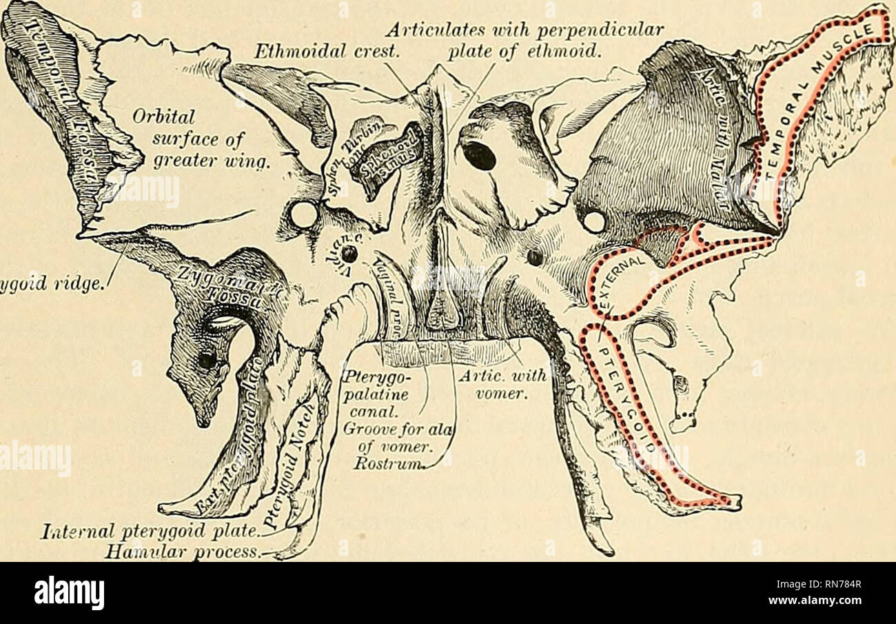 Carotide interne anatomie Banque de photographies et d’images à haute ...
