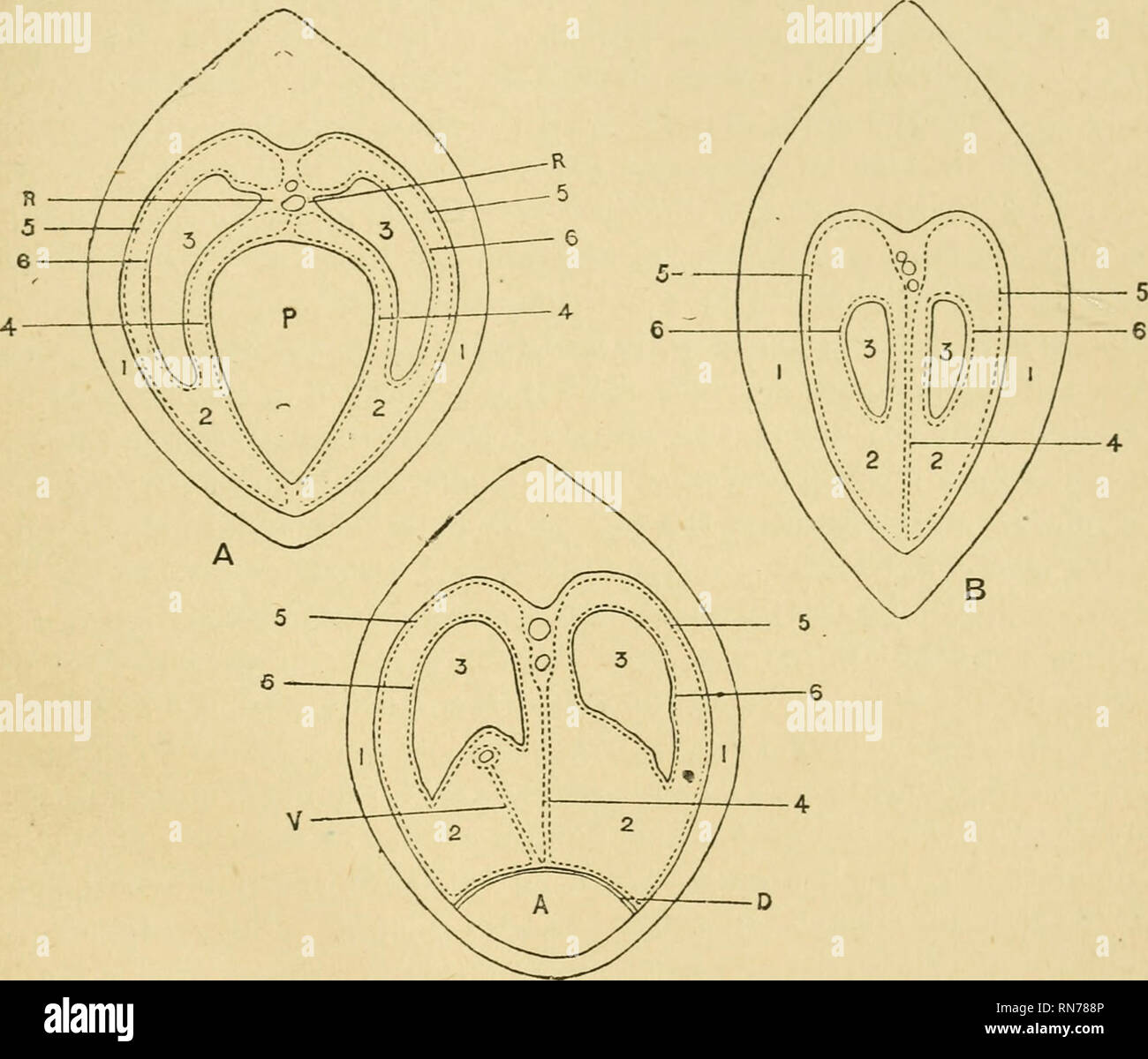 Organes abdominaux cheval Banque de photographies et d’images à haute ...