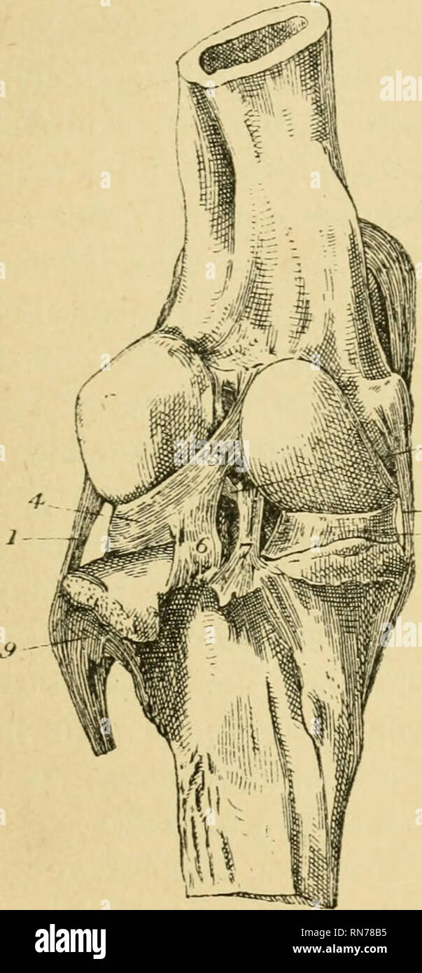 . L'anatomie du cheval : un guide de la dissection. Les chevaux, les ...