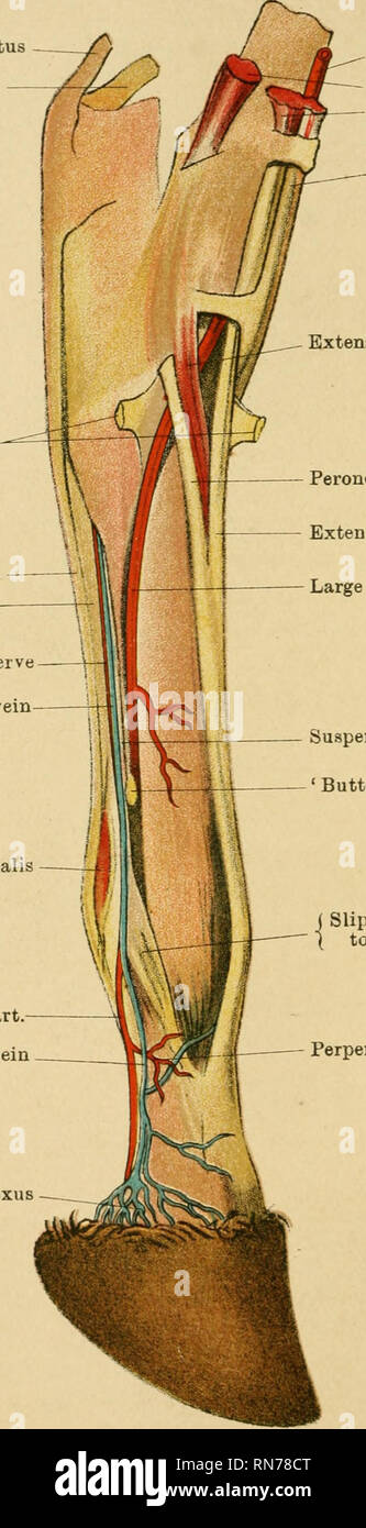 Metatarsal bone horse anatomy Banque de photographies et d’images à ...