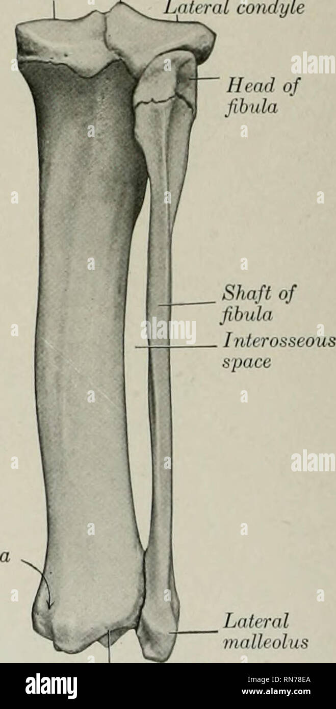 Lateral malleolus Banque de photographies et d’images à haute ...