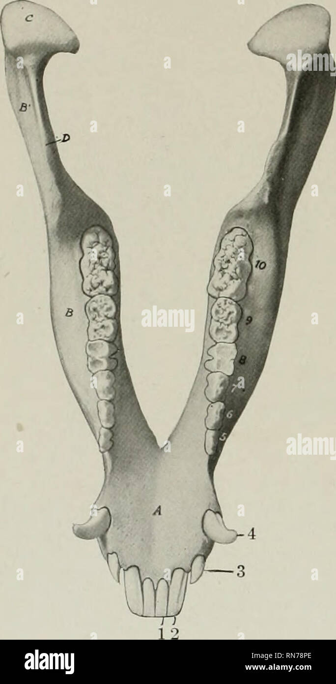 . L'anatomie de l'animal domestique. Anatomie vétérinaire. 172 DU ...