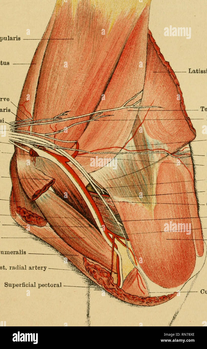 . L'anatomie du cheval : un guide de la dissection. Les chevaux, les ...
