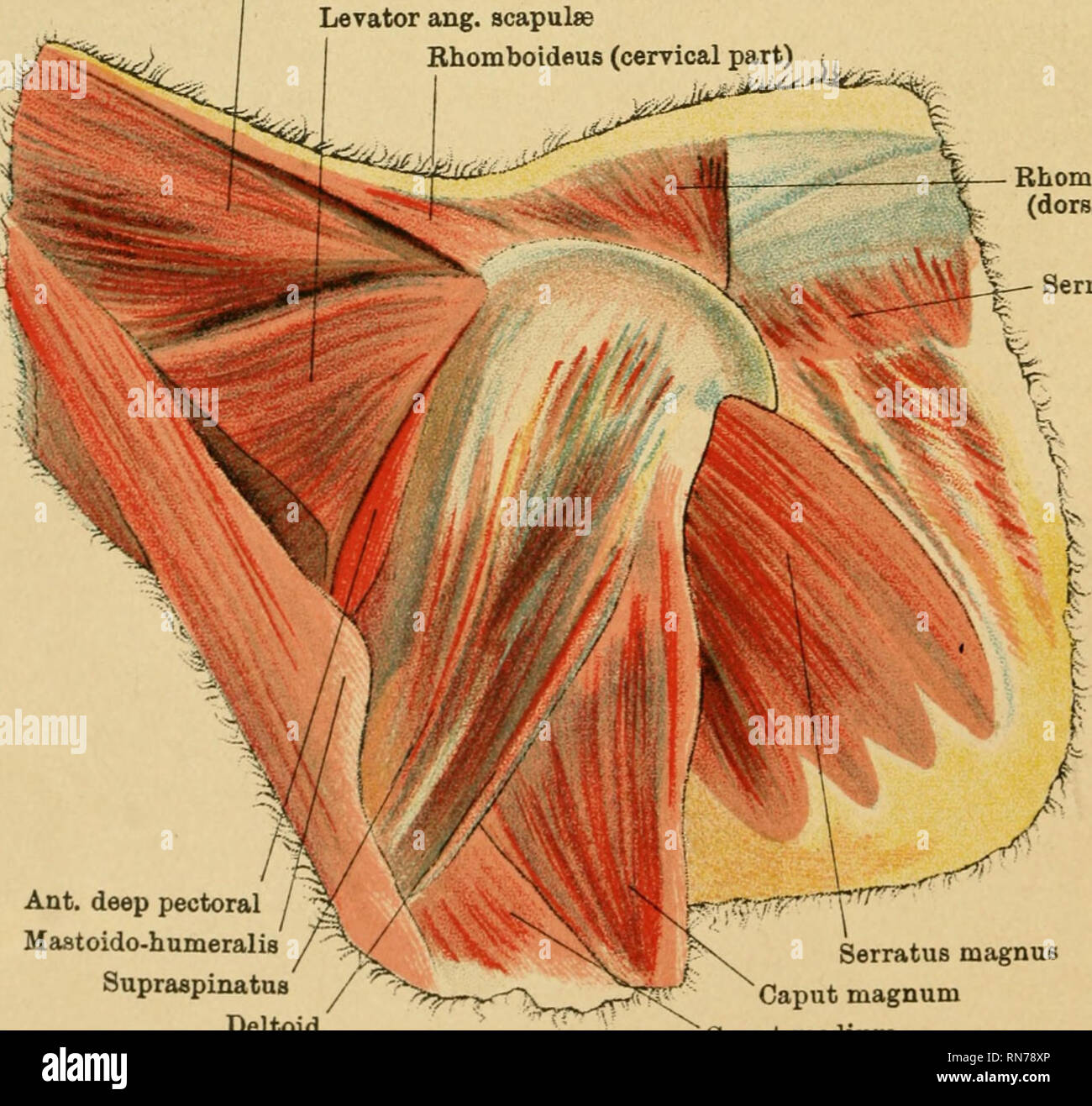 . L'anatomie du cheval : un guide de la dissection. Les chevaux, les ...