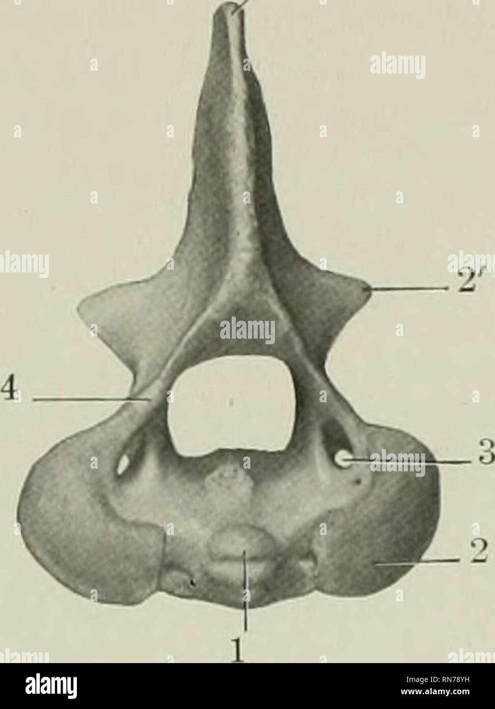 Intervertebral foramen Banque de photographies et d’images à haute ...