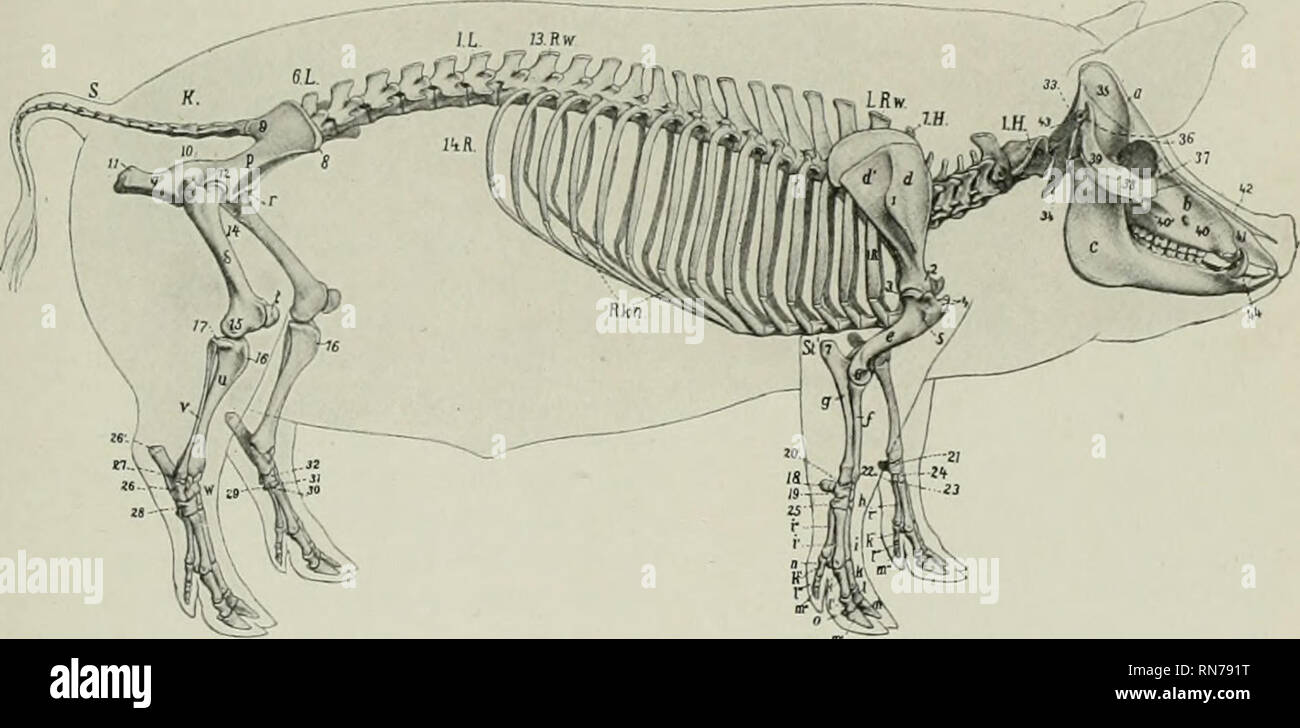 . L'anatomie de l'animal domestique. Anatomie vétérinaire. Squelette DE ...