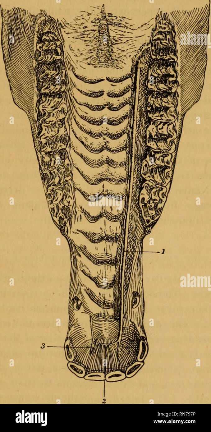 . L'anatomie du cheval ; un guide de dissection. Les chevaux. OP de ...