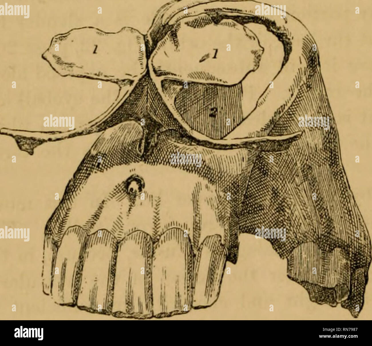 . L'anatomie du cheval ; un guide de dissection. Les chevaux. 176 L ...