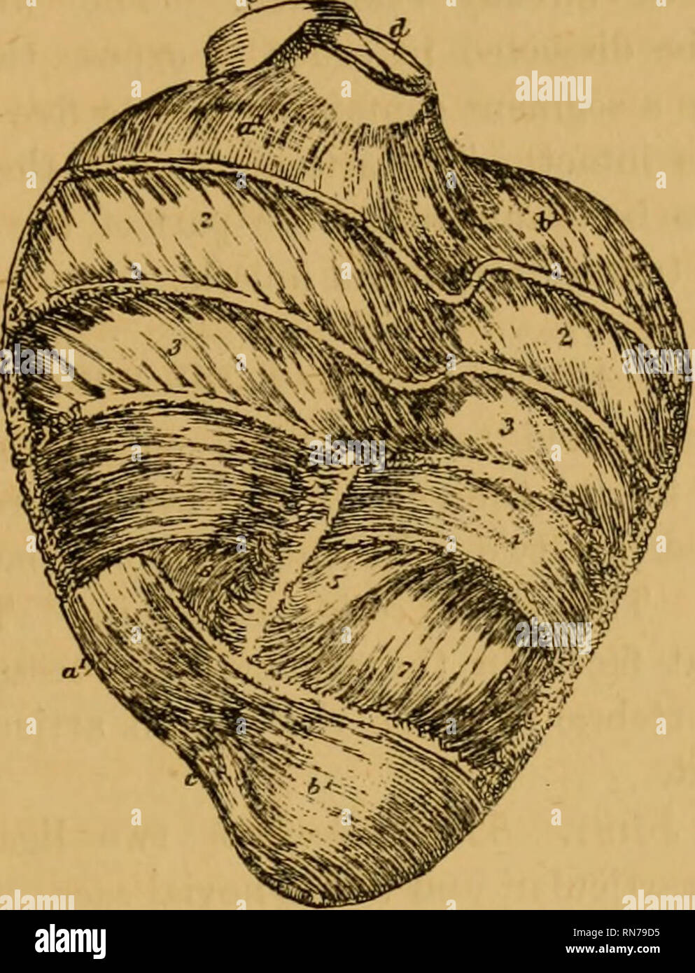 . L'anatomie du cheval ; un guide de dissection. Les chevaux. La ...