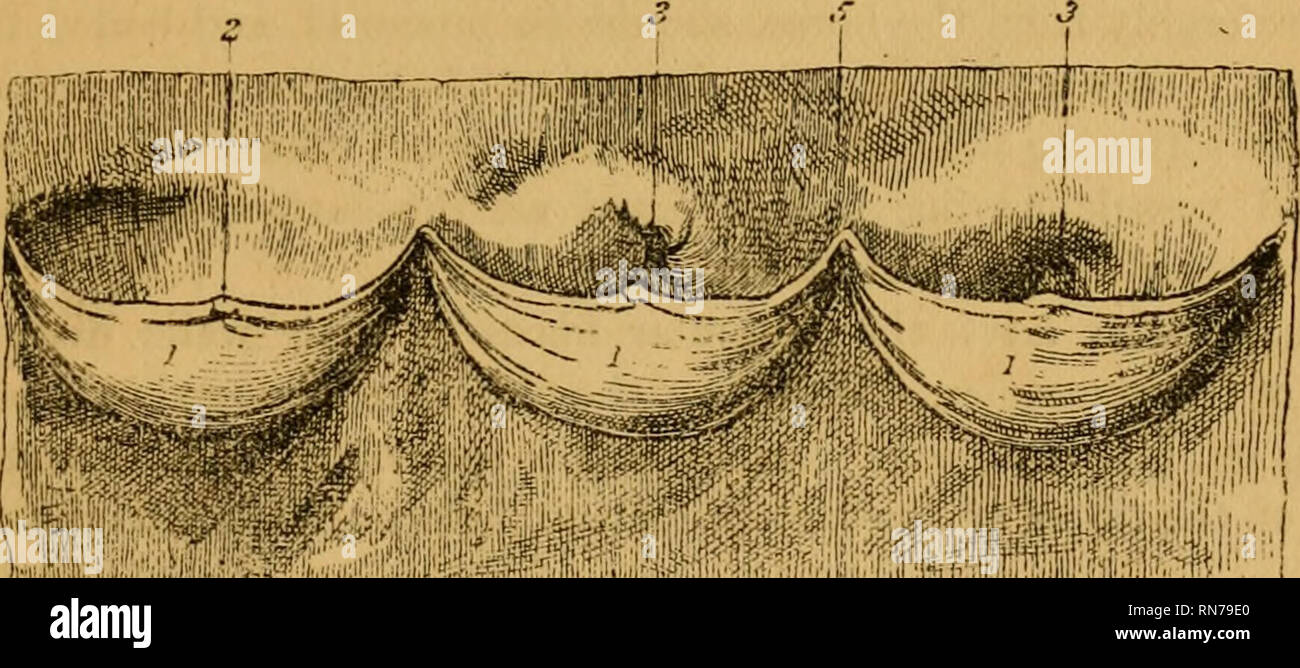 Anatomie cheval coeur Banque de photographies et d’images à haute ...