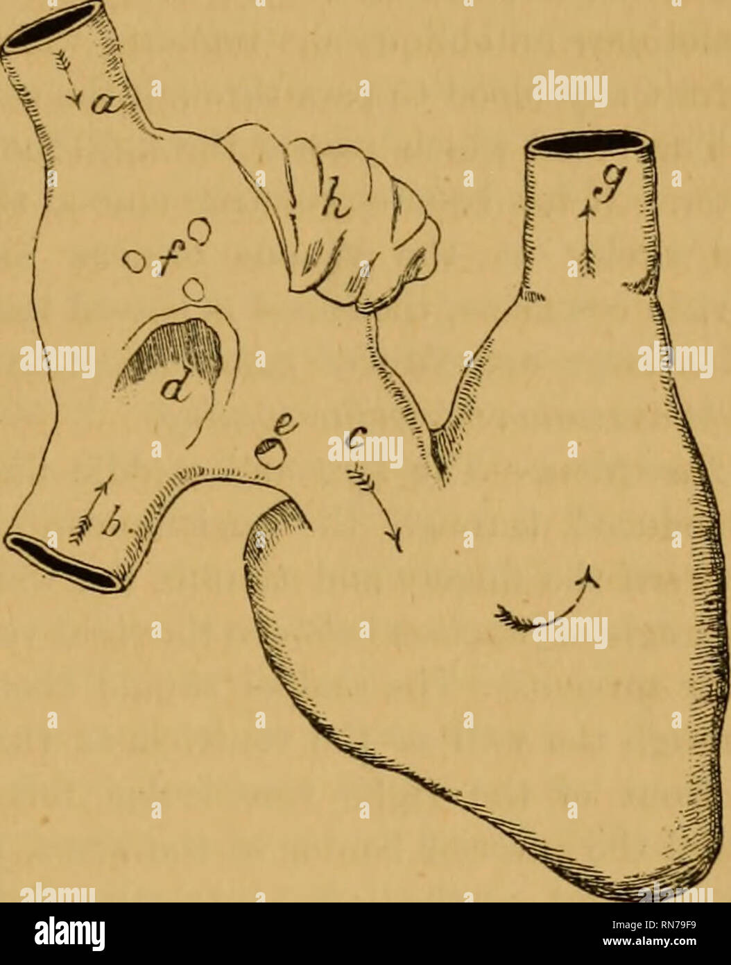 . L'anatomie du cheval ; un guide de dissection. Les chevaux. OP L ...