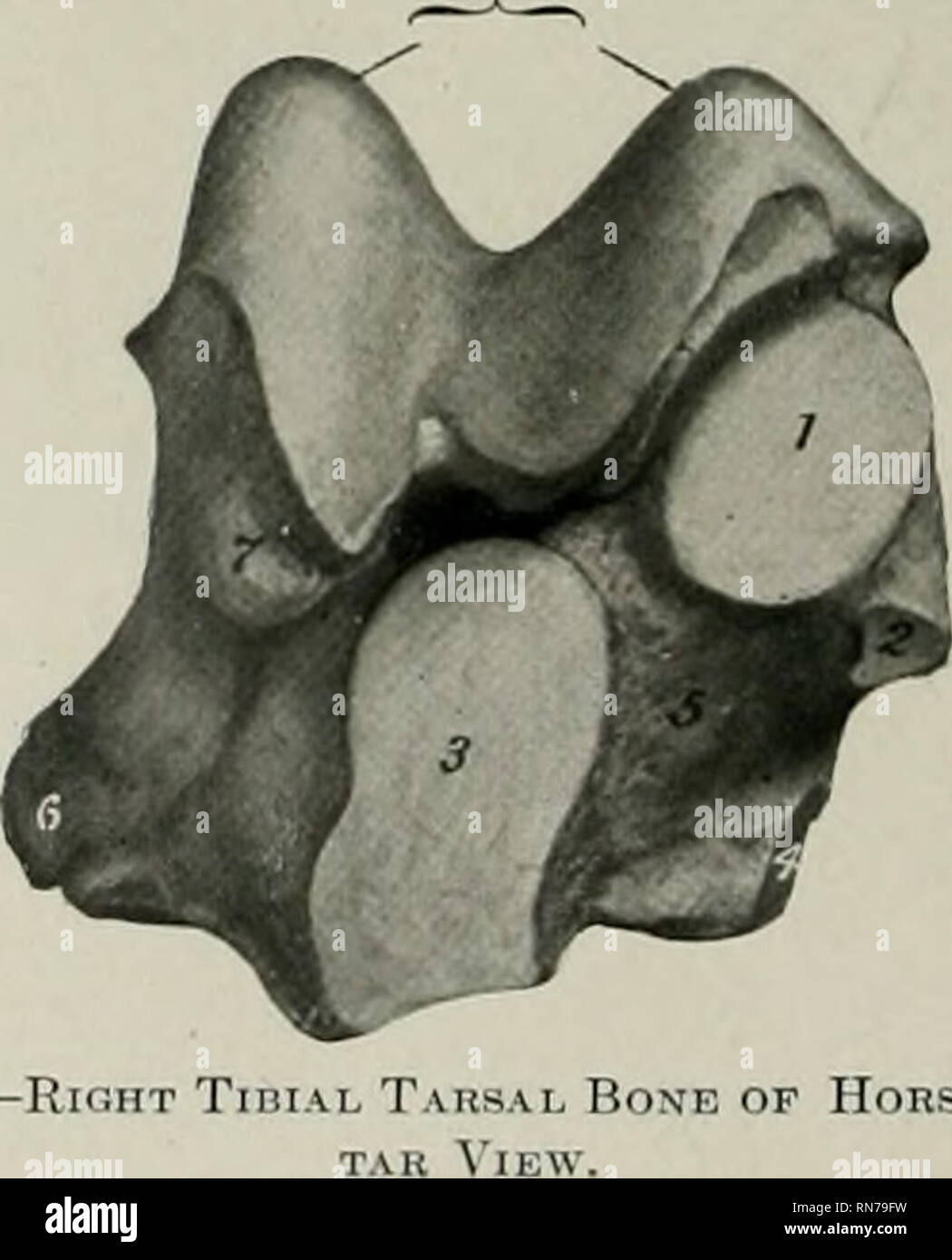 Metatarsal bone horse anatomy Banque de photographies et d’images à ...