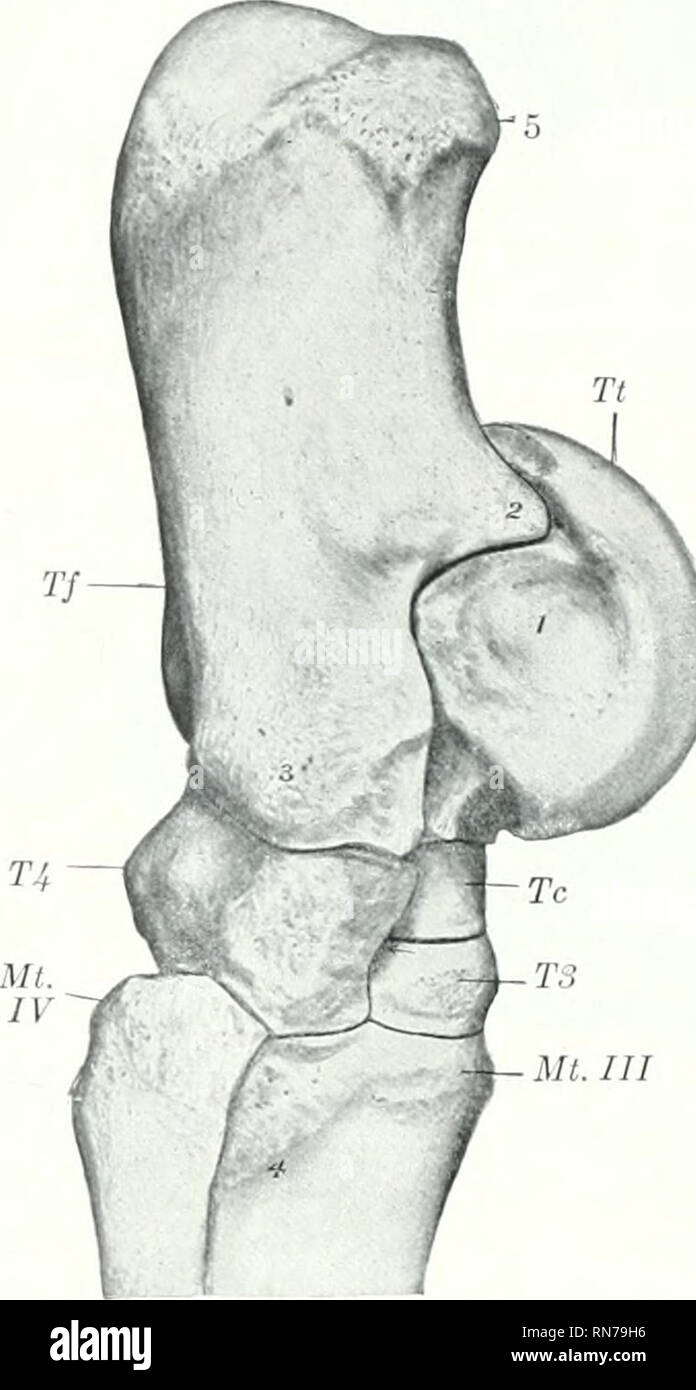 Tarsal bone horse anatomy Banque de photographies et d’images à haute ...