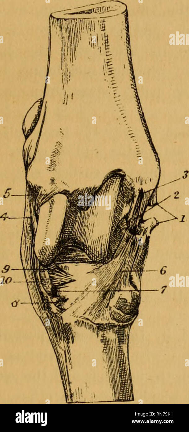 . L'anatomie du cheval ; un guide de dissection. Les chevaux. Le membre ...