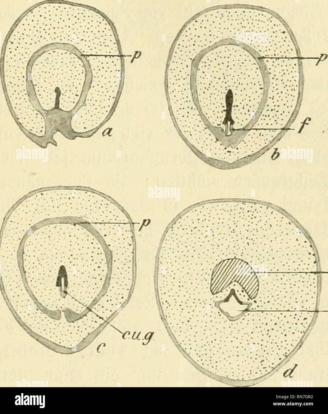 . Anatomischer Anzeiger. L'anatomie, l'Anatomie Comparée ;, comparatif ...