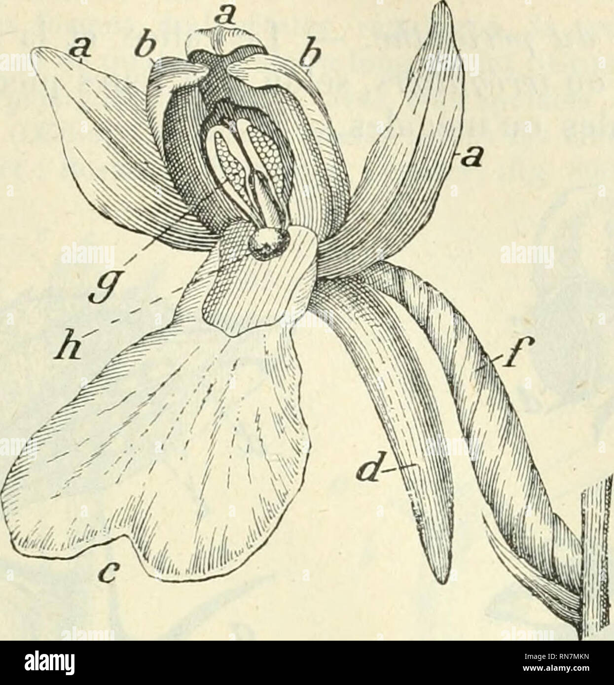 . Anatomie et physiologie végétales à l'usage des étudiants en sciences ...