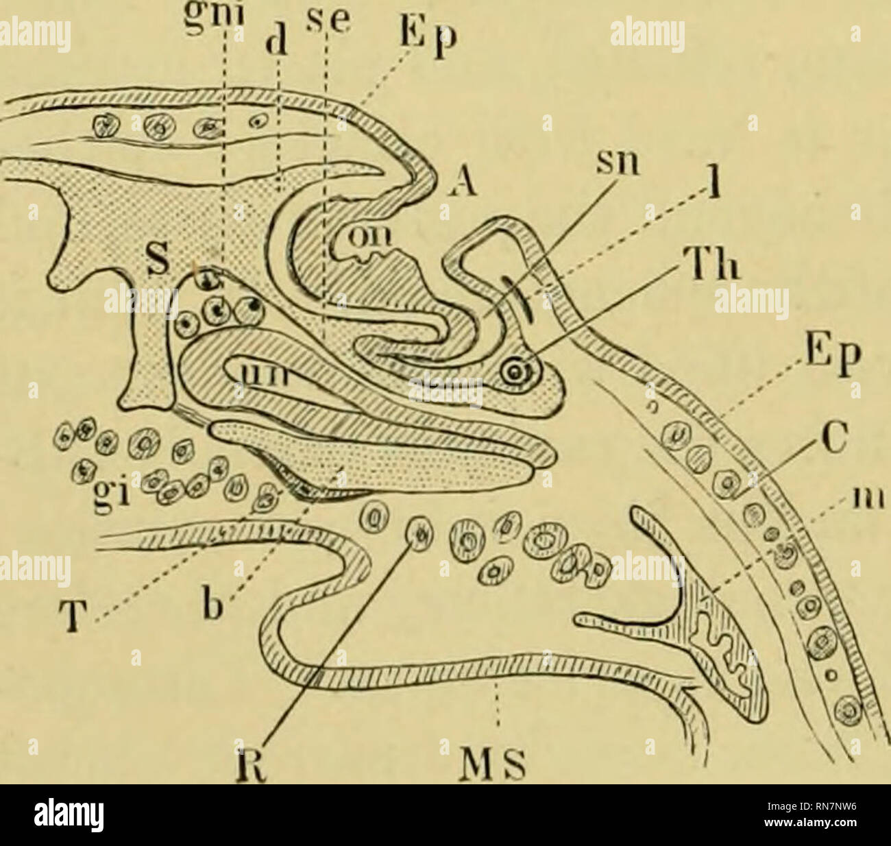 épiderme grenouille Banque de photographies et d’images à haute ...