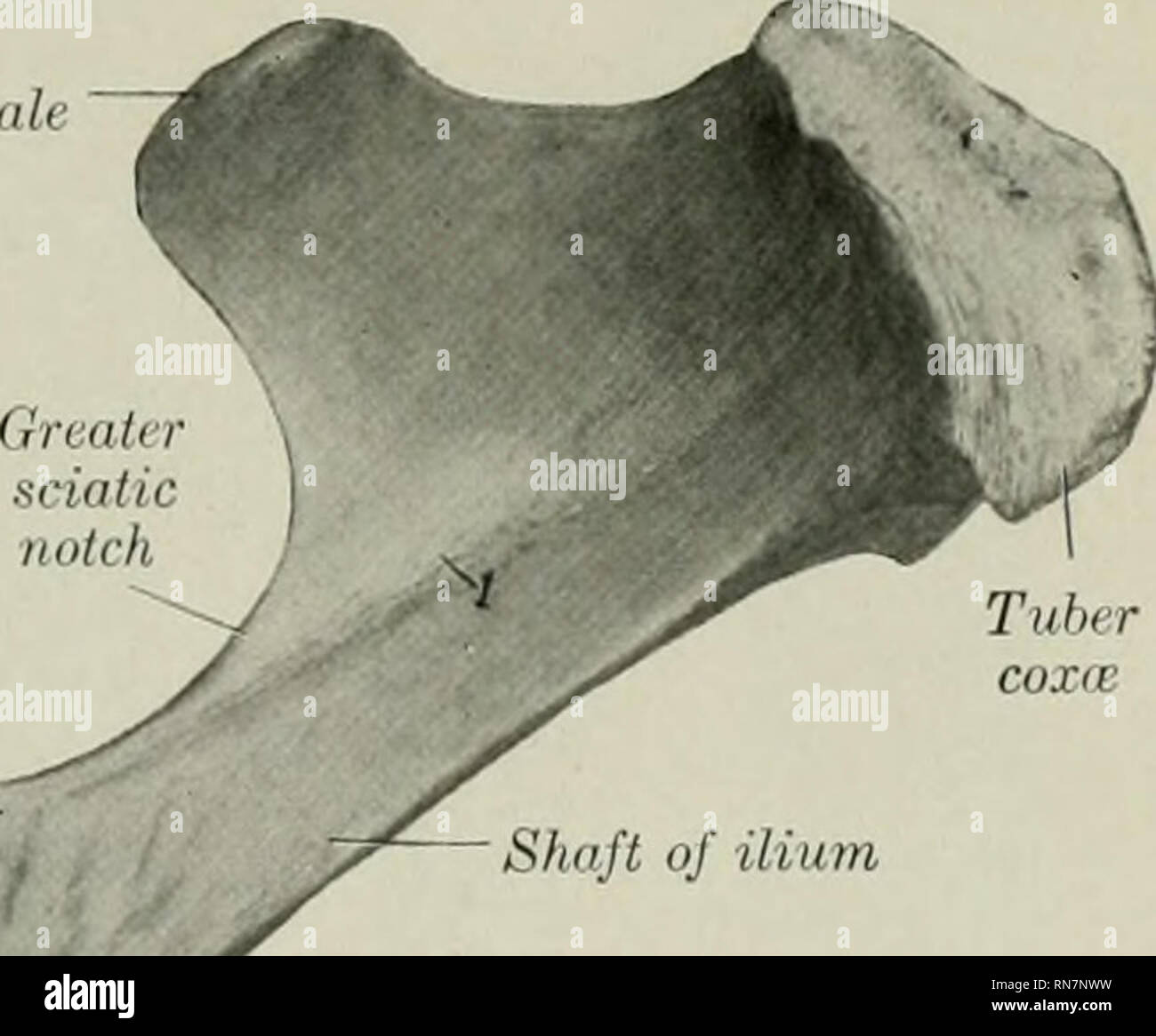 Tuber coxae horse Banque de photographies et d’images à haute ...