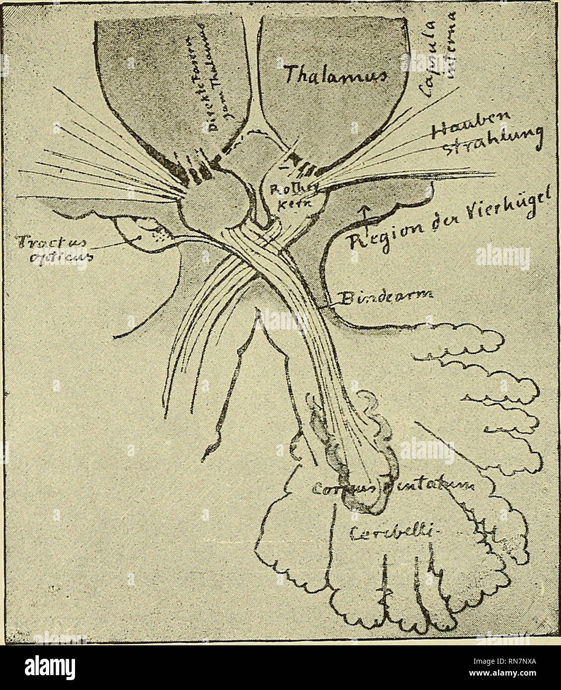 . L'anatomie du système nerveux central de l'homme et des vertébrés en ...