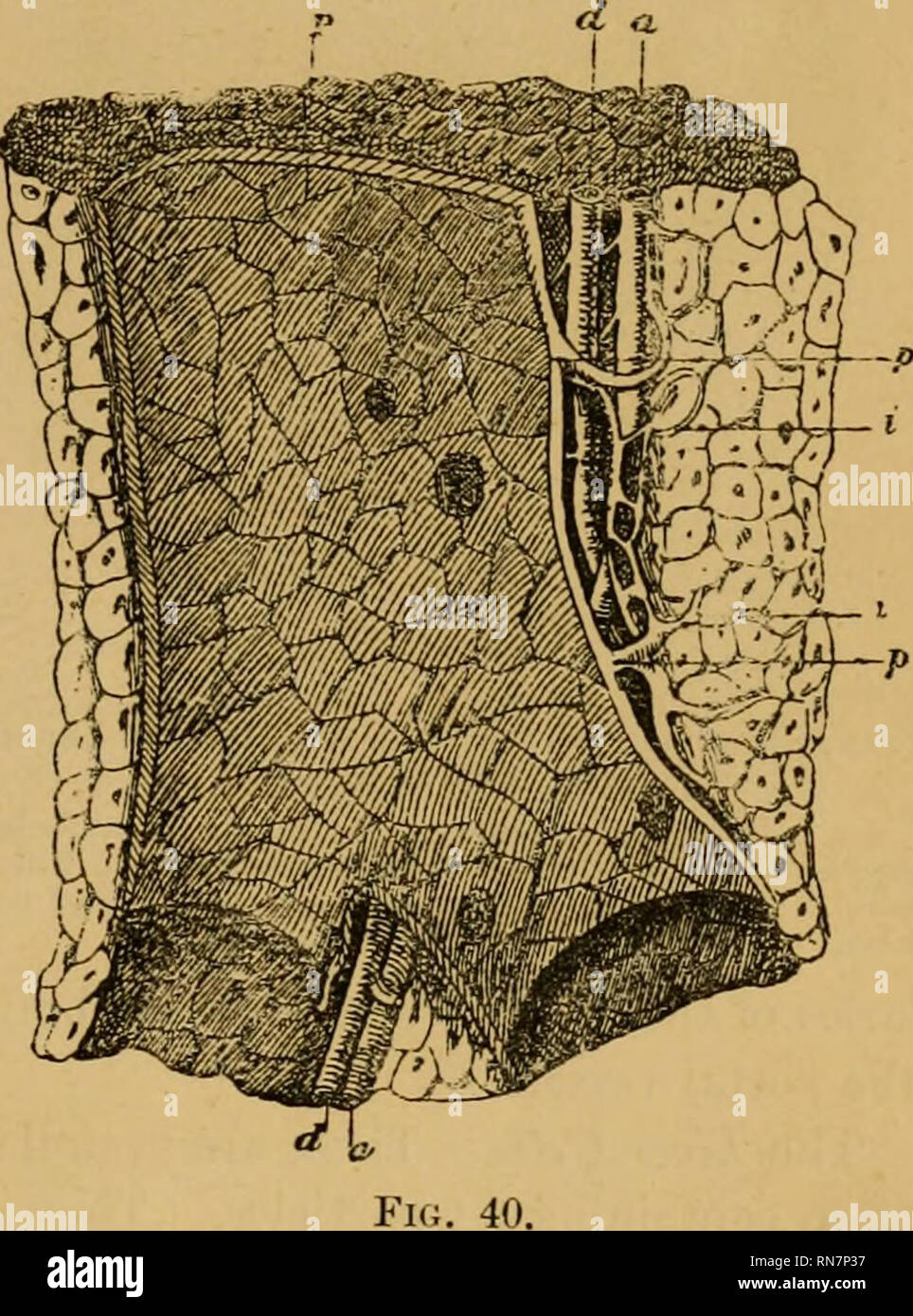 . L'anatomie du cheval ; un guide de dissection. Les chevaux ...
