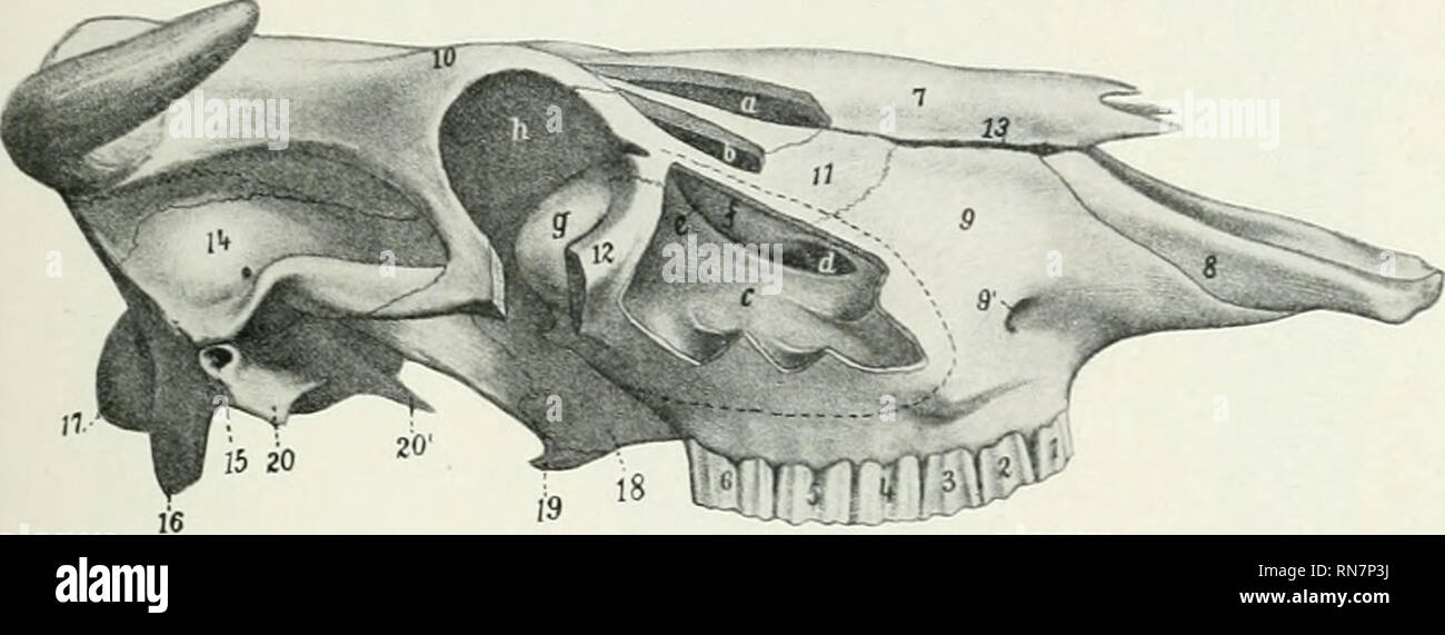 Os zygomatique formé Banque de photographies et d’images à haute ...