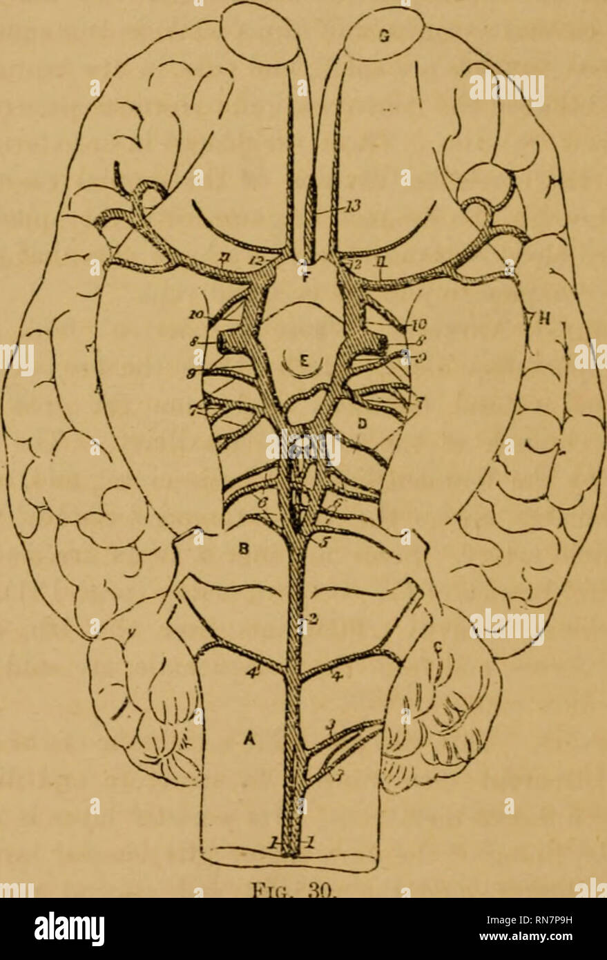 . L'anatomie du cheval ; un guide de dissection. Les chevaux. À REMOUS ...