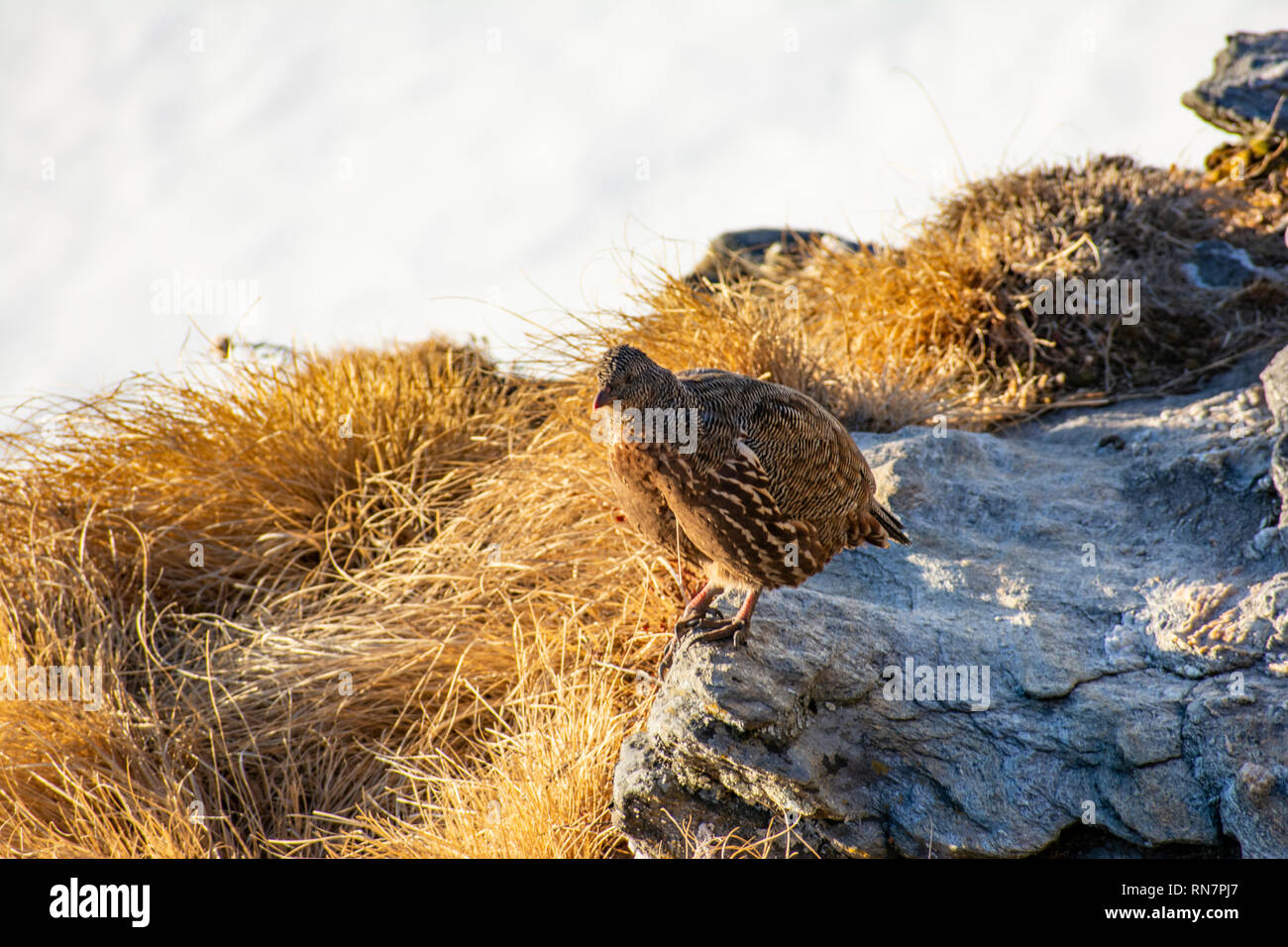 La perdrix des neiges Lerwa lerwa) du Sanctuaire de faune de ...