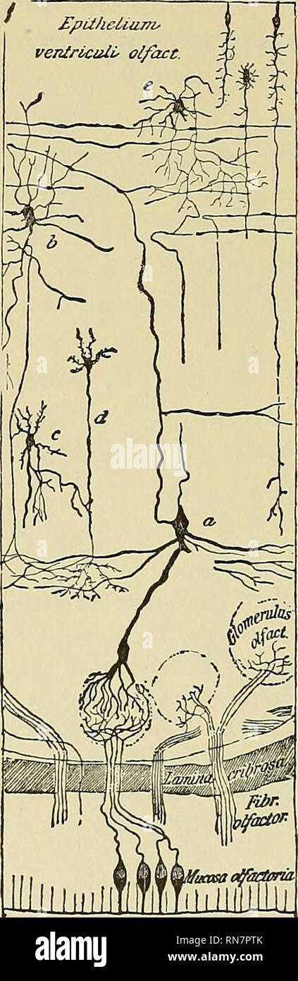 . L'anatomie du système nerveux central de l'homme et des vertébrés en ...