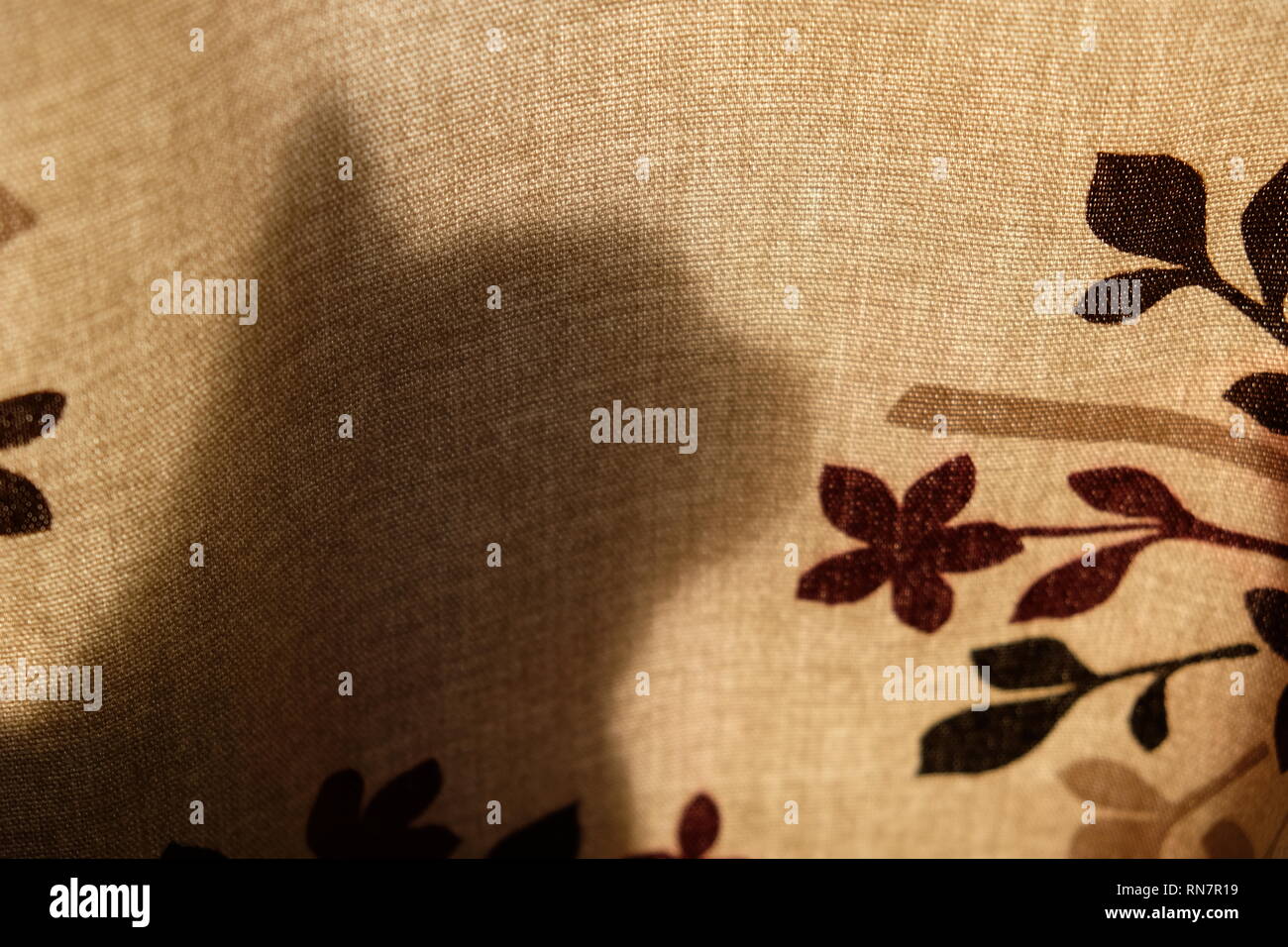 Chat ombre Banque de photographies et d’images à haute résolution - Alamy