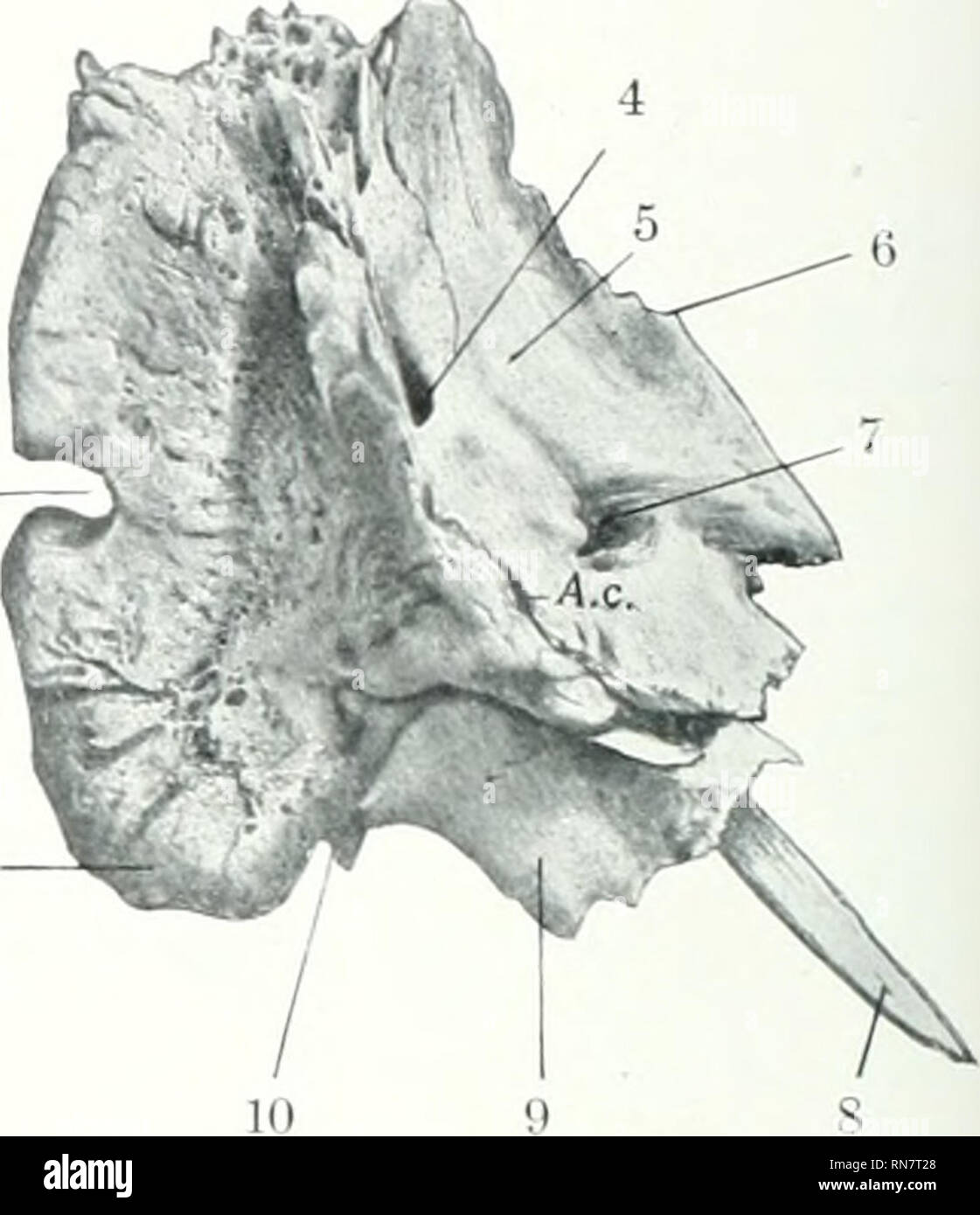 Processus mastoïde Banque de photographies et d’images à haute ...