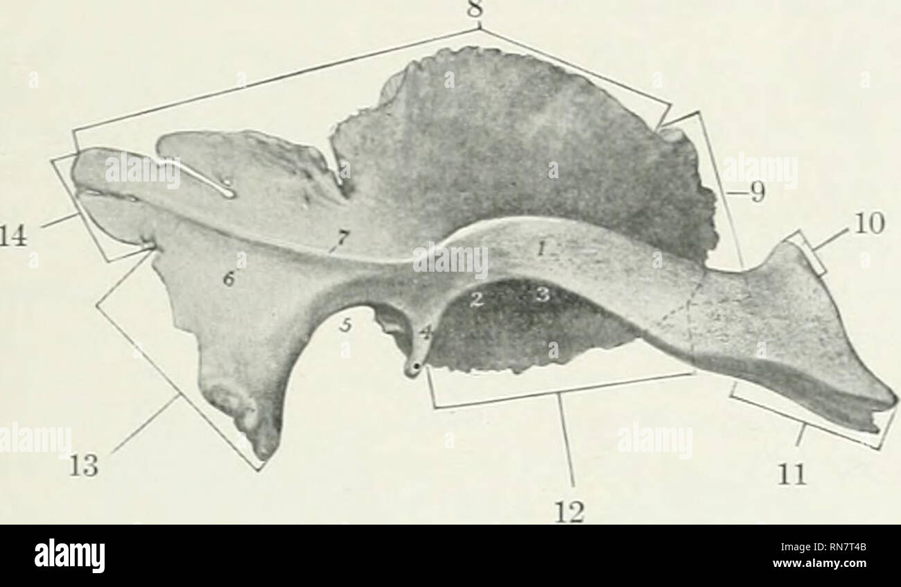 Squamous suture Banque de photographies et d’images à haute résolution ...