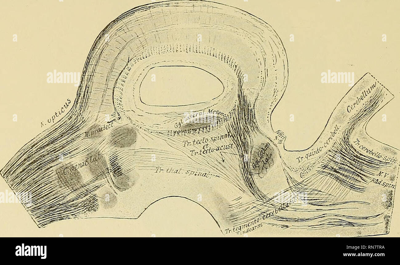 . L'anatomie du système nerveux central de l'homme et des vertébrés en ...