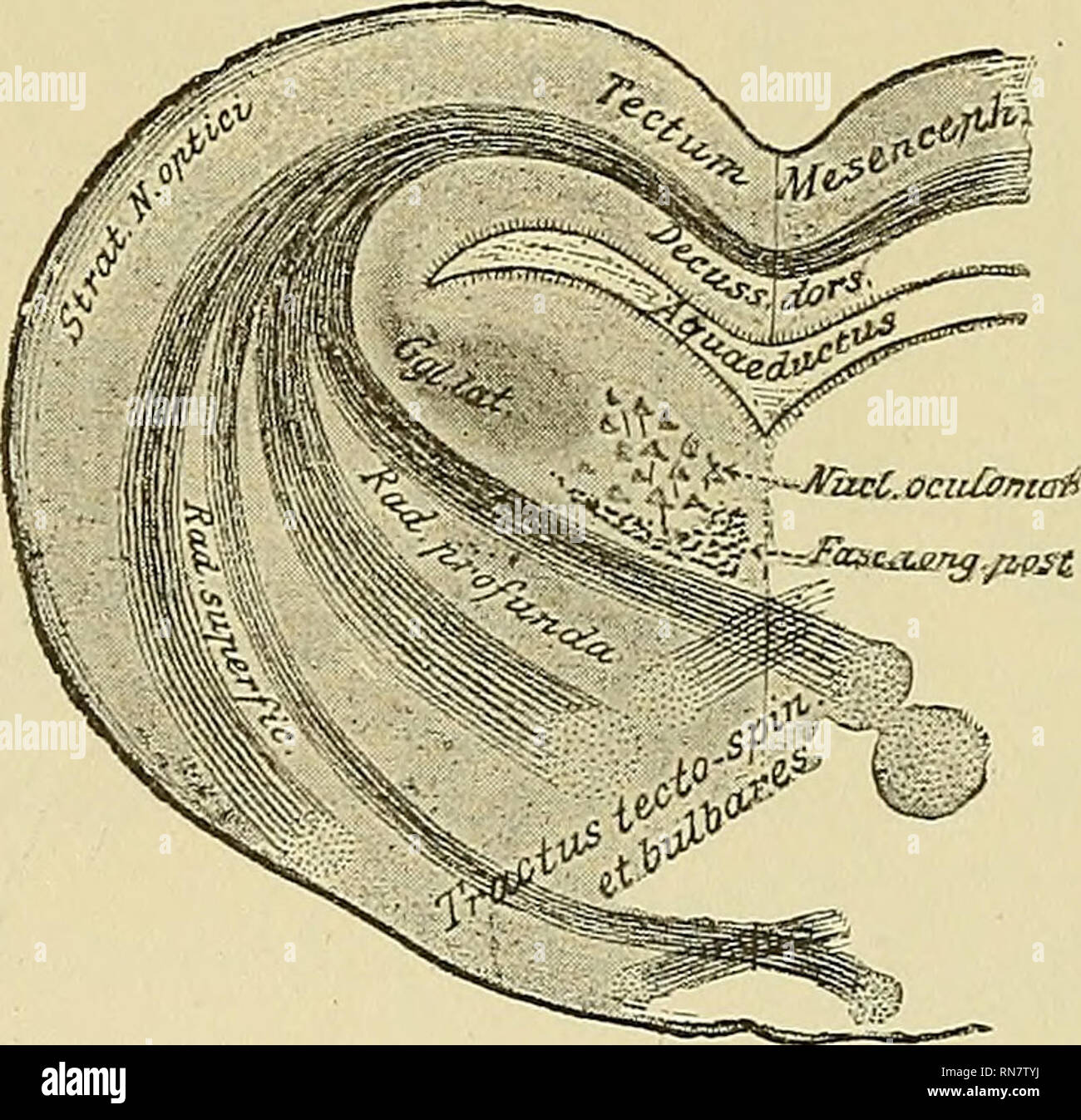. L'anatomie du système nerveux central de l'homme et des vertébrés en ...
