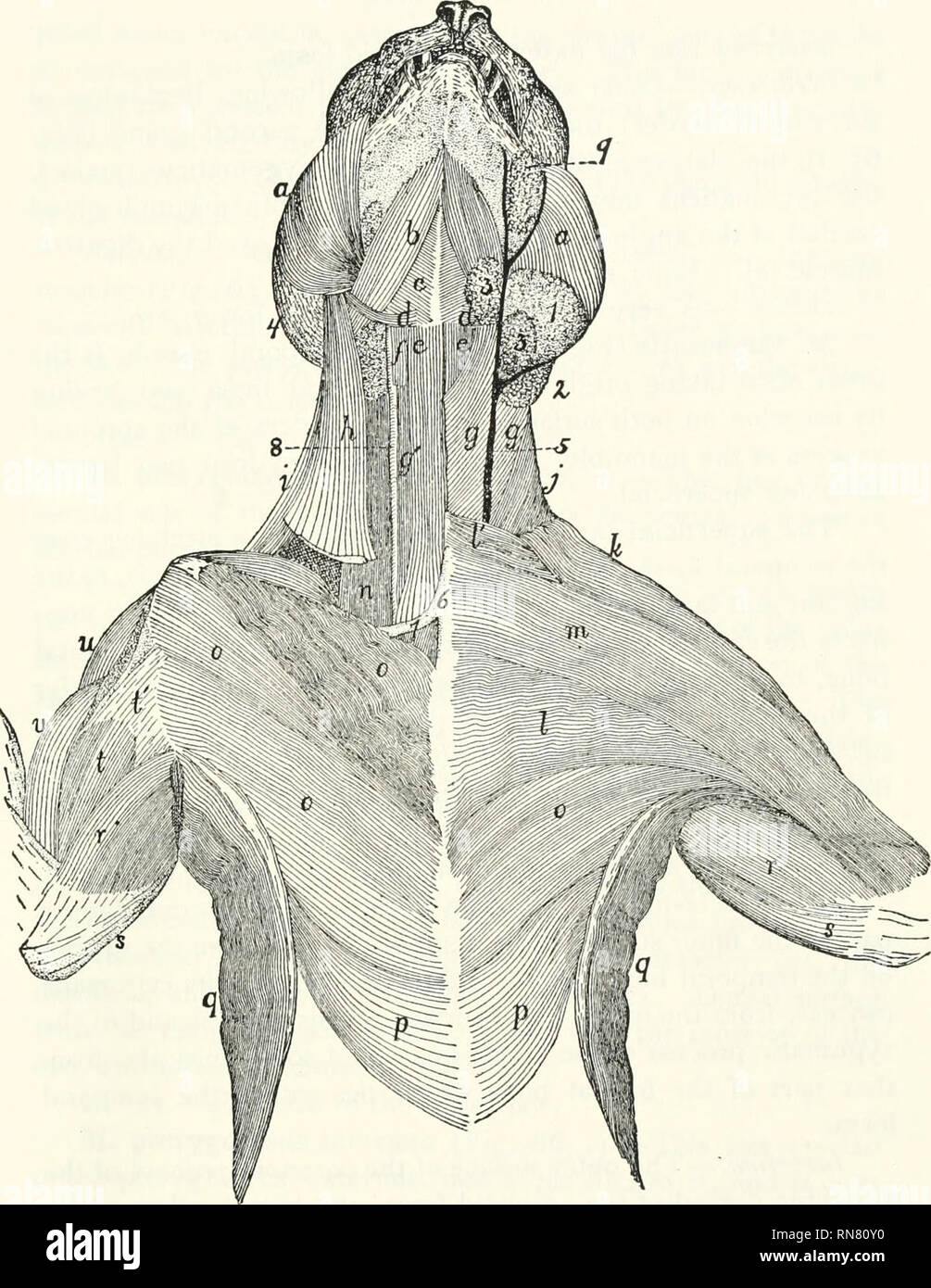 . Anatomie du chat. Les chats ; les mammifères. Les MUSCLES DE LA TÊTE ...